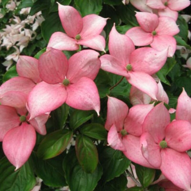 Cornus 'Venus' | Frank P Matthews