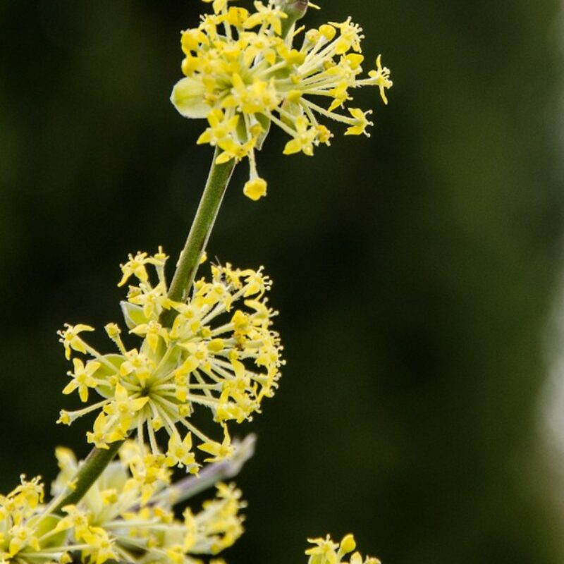 Cornus macrophylla | Frank P Matthews
