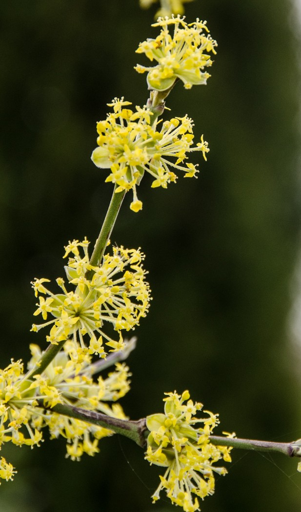 Cornus macrophylla | Frank P Matthews