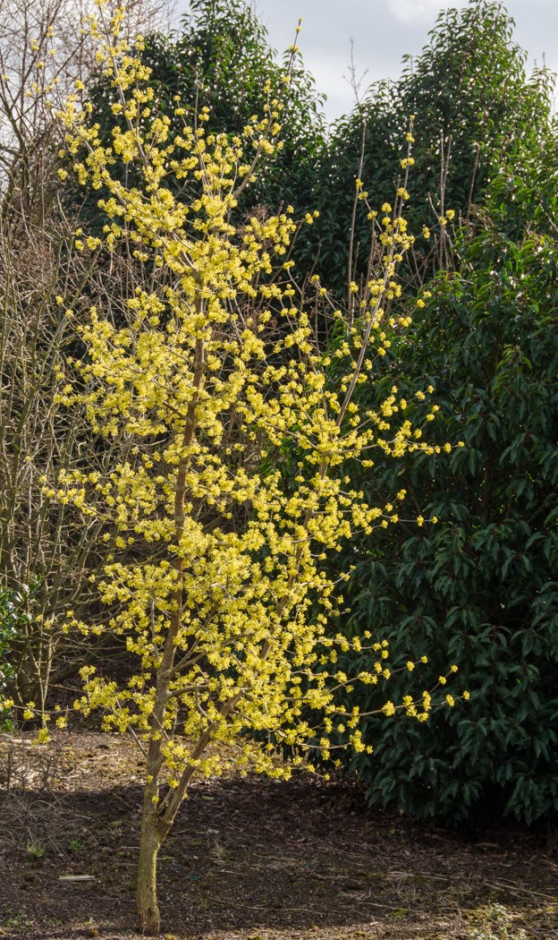 Cornus macrophylla | Frank P Matthews