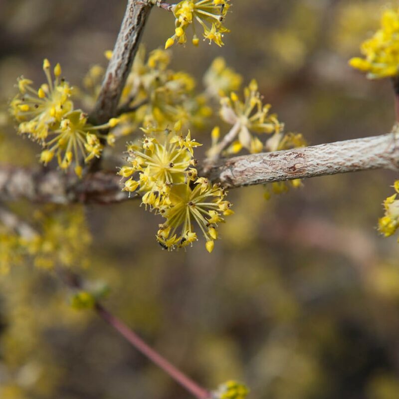 Cornus 'Venus' | Frank P Matthews