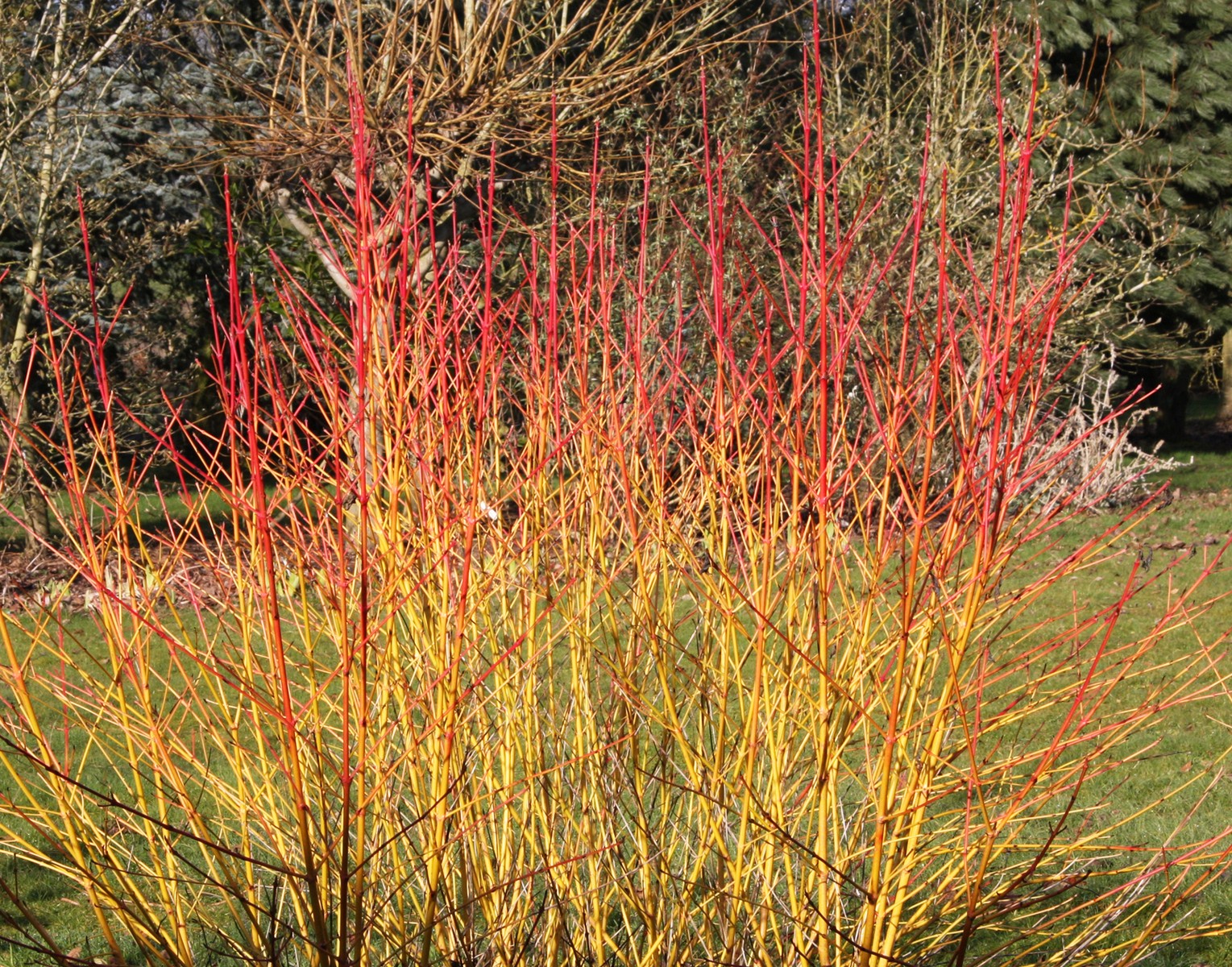 Cornus sanguinea 'Midwinter Fire' | Frank P Matthews