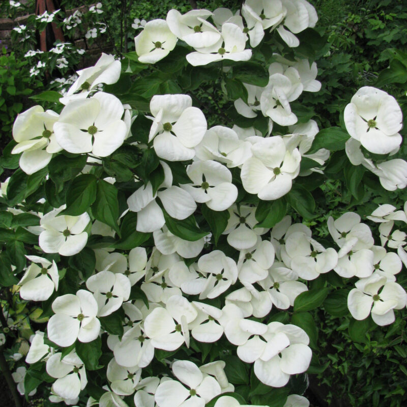 Cornus 'Venus' | Frank P Matthews