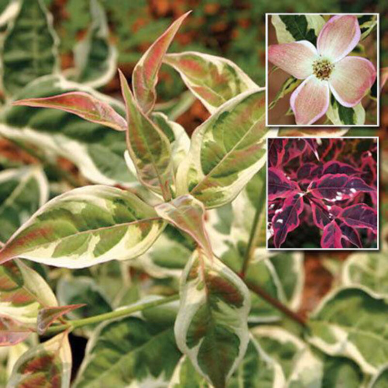 Cornus controversa 'Variegata' | Frank P Matthews