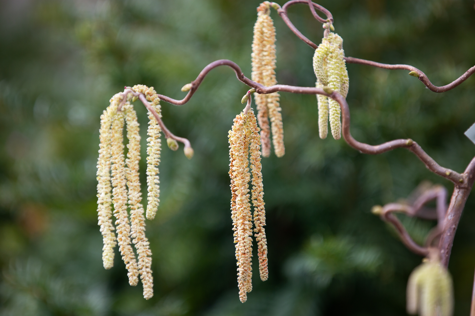 Corylus avellana 'Contorta' | Frank P Matthews