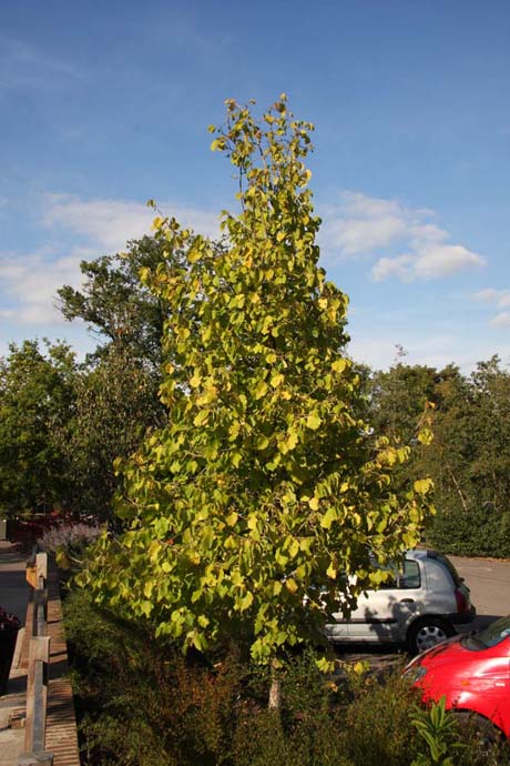 Corylus colurna | Frank P Matthews