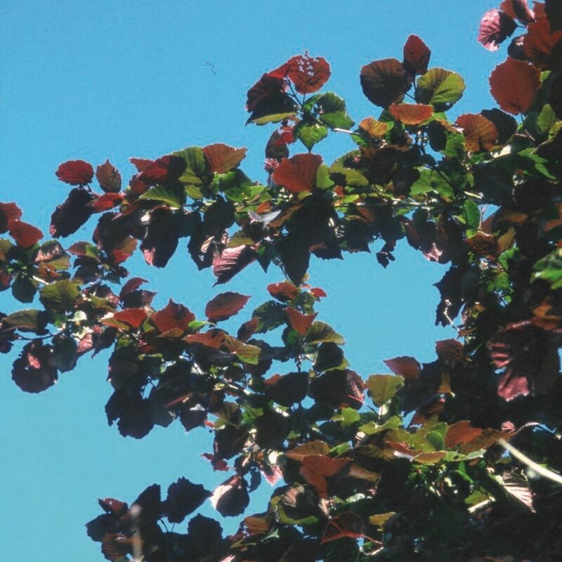 Corylus avellana 'Red Majestic'® | Frank P Matthews