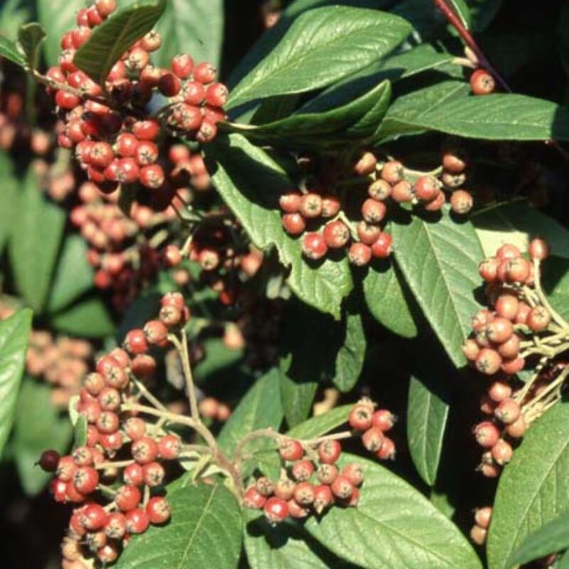 Cotoneaster frigidus 'Cornubia' | Frank P Matthews