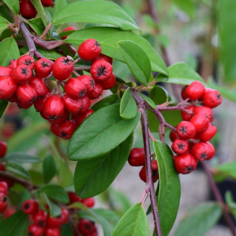 Cotoneaster frigidus 'Cornubia' | Frank P Matthews