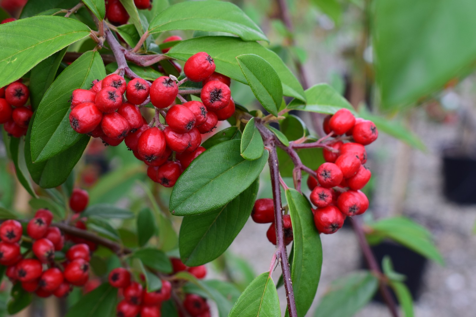 Cotoneaster 'Hybridus Pendulus' | Frank P Matthews