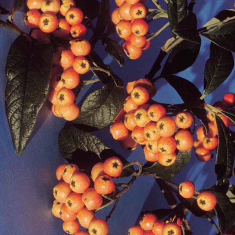 Cotoneaster frigidus 'Cornubia' | Frank P Matthews