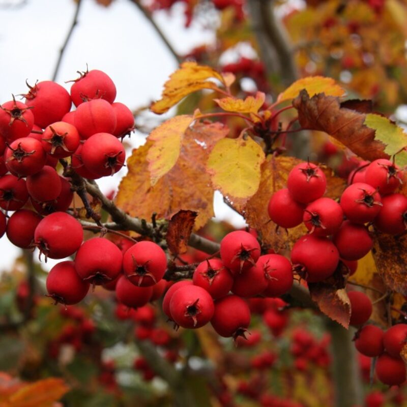 Crataegus laevigata 'Pauls Scarlet' | Frank P Matthews