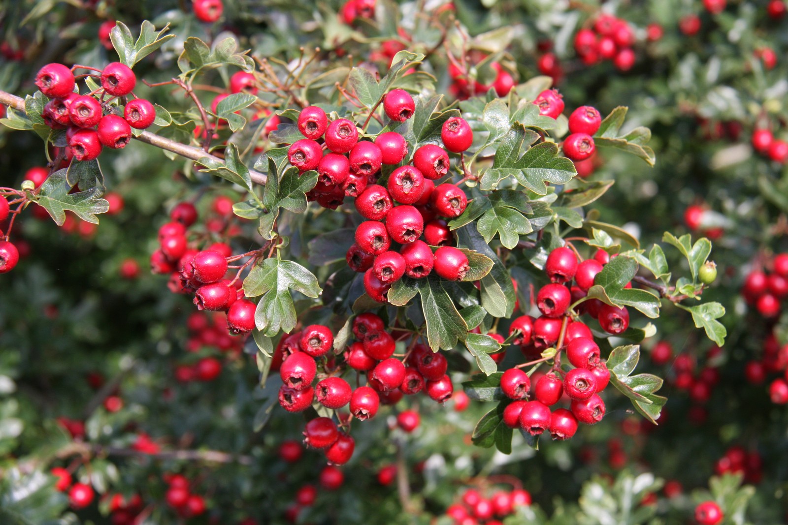 Crataegus x media 'Crimson Cloud' | Frank P Matthews