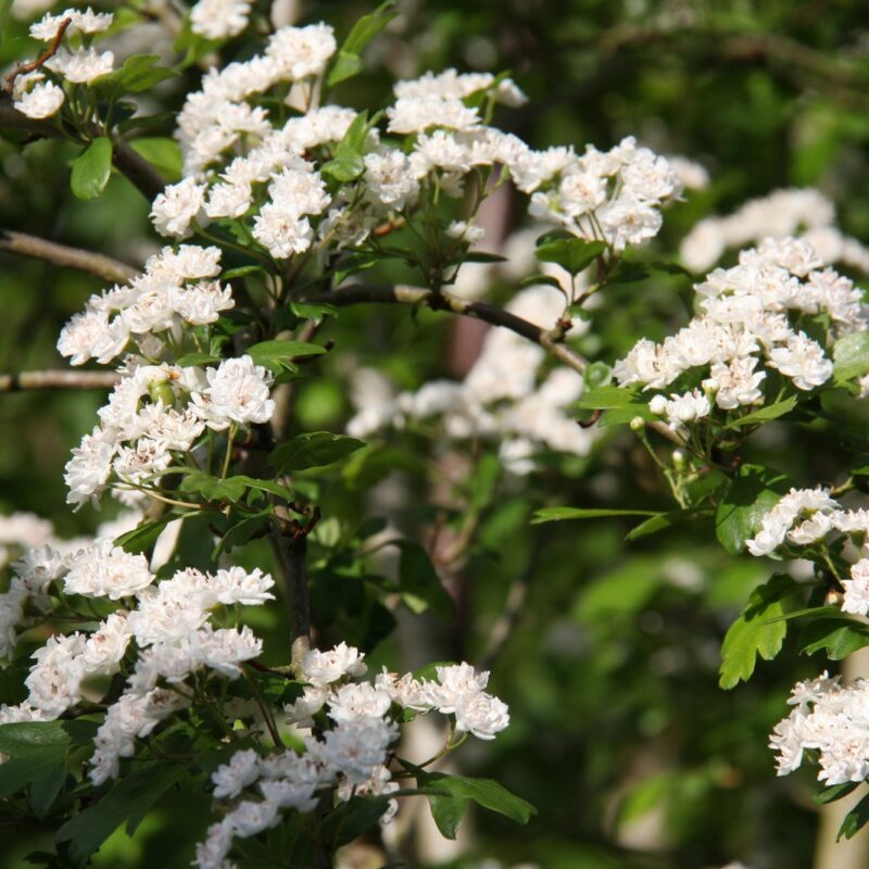 Crataegus laevigata 'Pauls Scarlet' | Frank P Matthews
