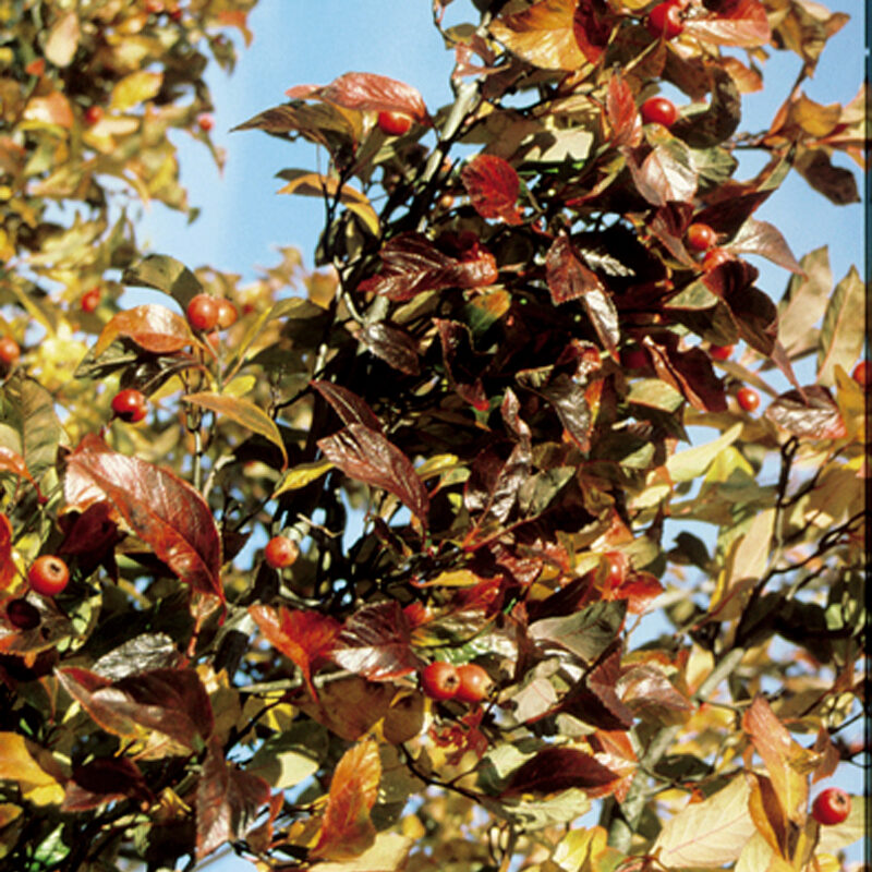 Crataegus laevigata 'Pauls Scarlet' | Frank P Matthews