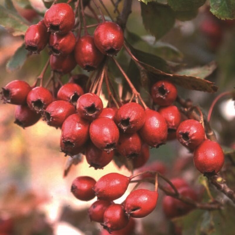 Crataegus laevigata 'Pauls Scarlet' | Frank P Matthews