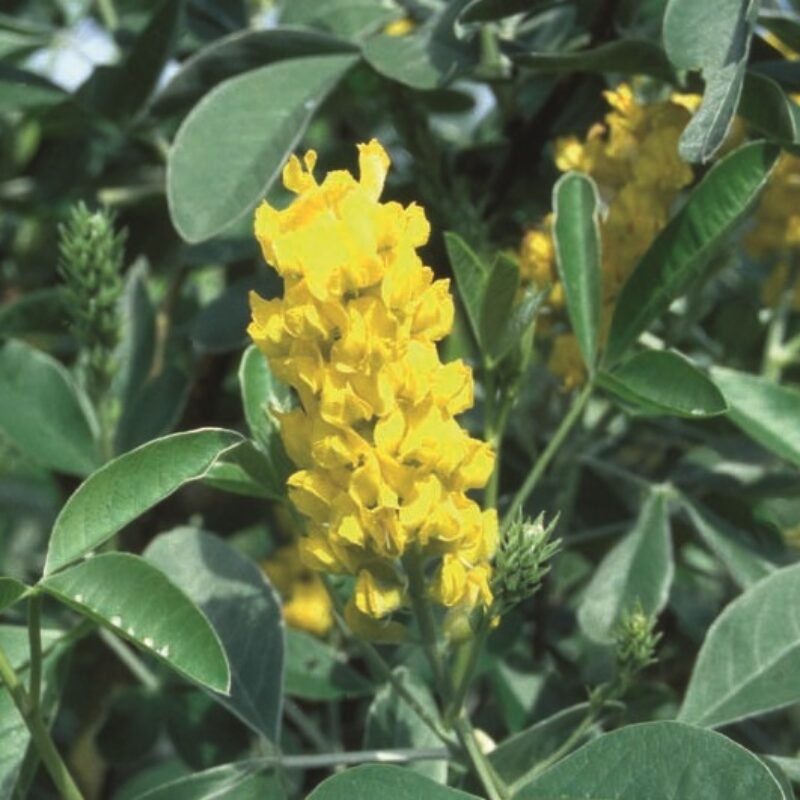 Cytisus battandierii 'Yellow Tail' | Frank P Matthews