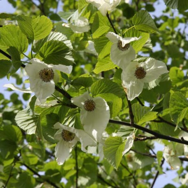 Davidia involucrata 'Sonoma' | Frank P Matthews