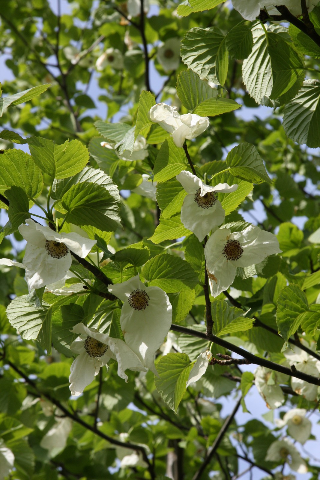 Davidia involucrata | Frank P Matthews