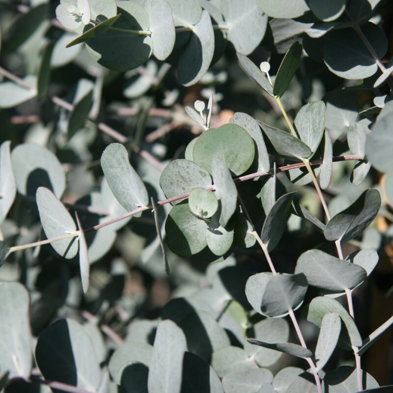 Eucalyptus gunnii 'Azura' | Frank P Matthews