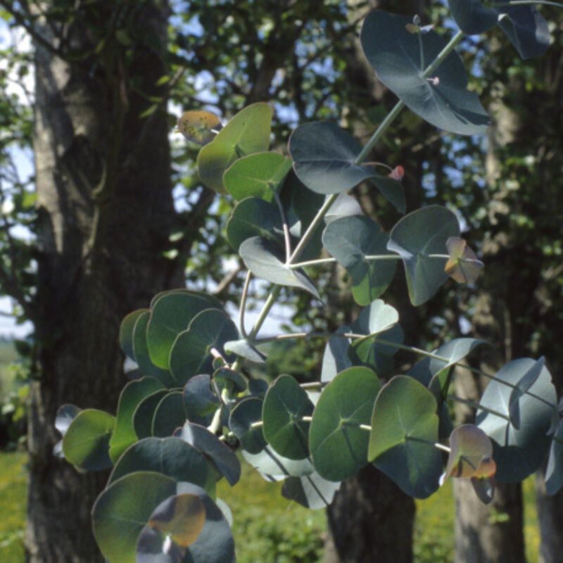 Eucalyptus perriniana | Frank P Matthews
