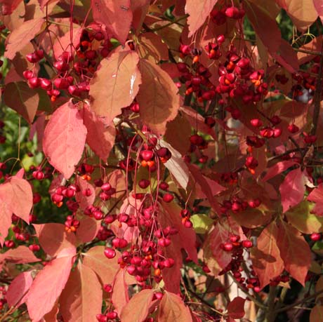 Euonymus europaeus 'Red Cascade' | Frank P Matthews