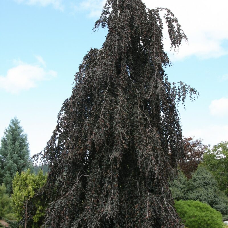 Fagus sylvatica 'Pendula' | Frank P Matthews