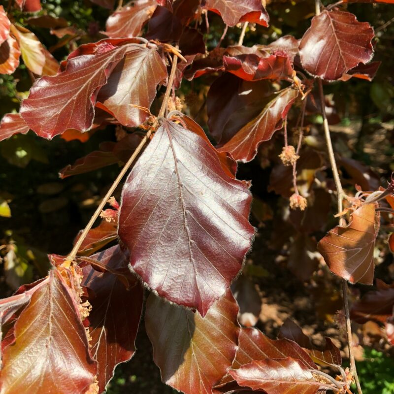 Fagus sylvatica 'Purpurea Pendula' | Frank P Matthews