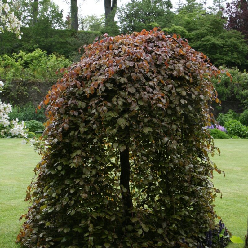 Fagus sylvatica 'Purpurea Pendula' | Frank P Matthews