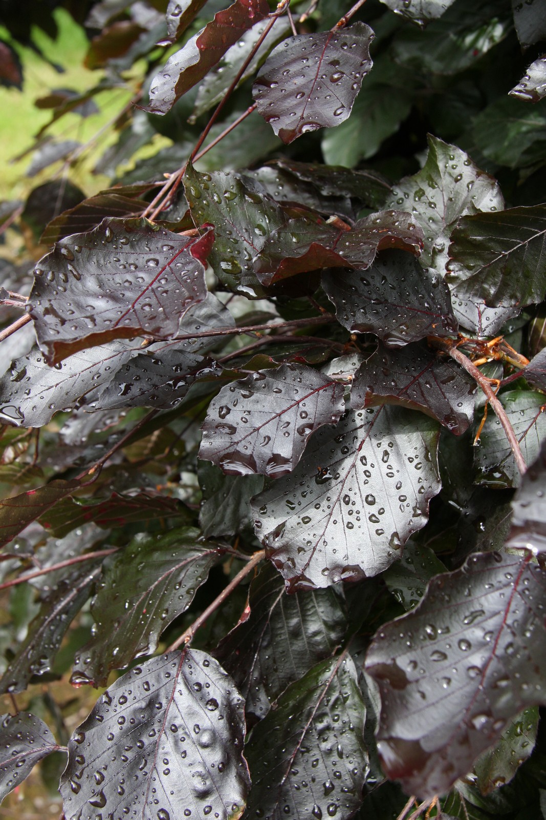 Fagus sylvatica 'Riversii' | Frank P Matthews