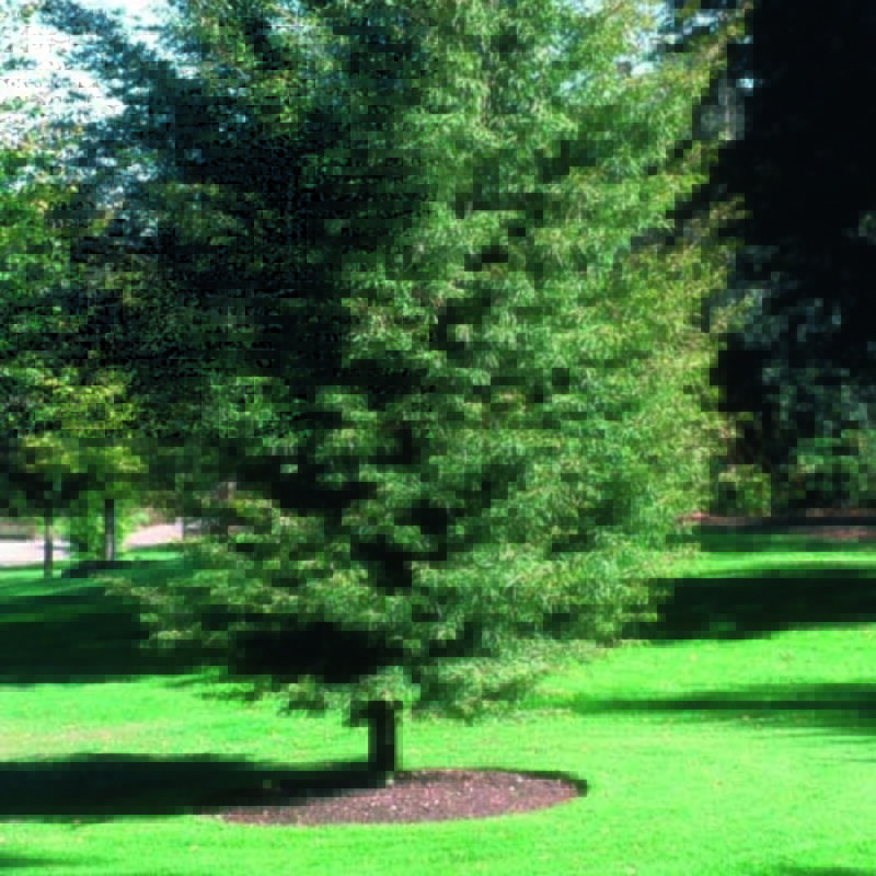 Fagus sylvatica 'Pendula' | Frank P Matthews