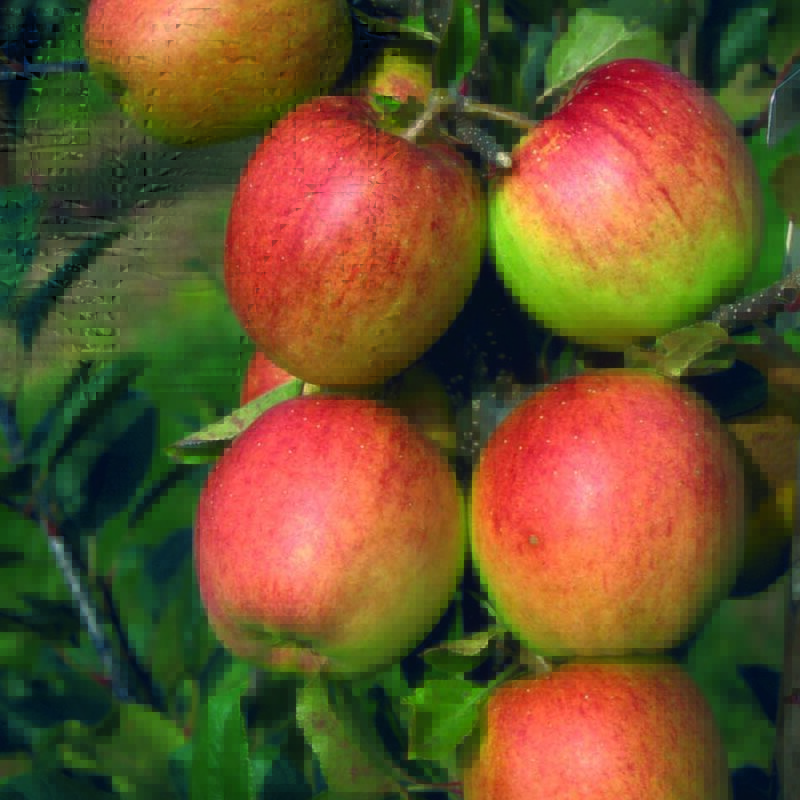 Adam's Pearmain | Fruit Trees | Frank P Matthews