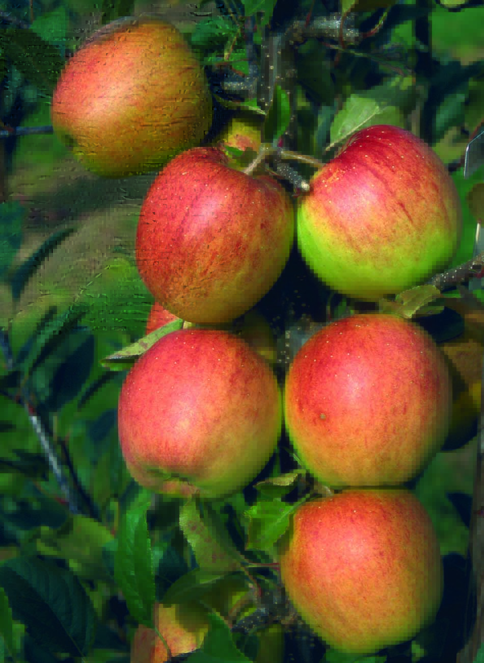 Falstaff | Frank P Matthews