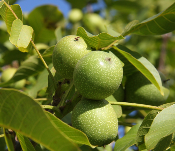 Fernor | Frank P Matthews