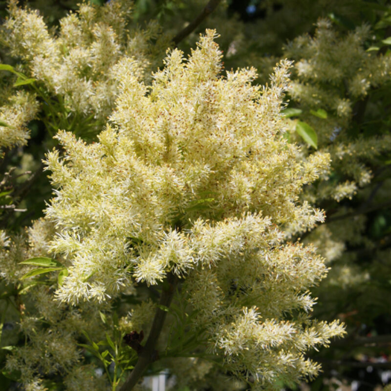 Fraxinus ornus 'Obelisk'® | Frank P Matthews