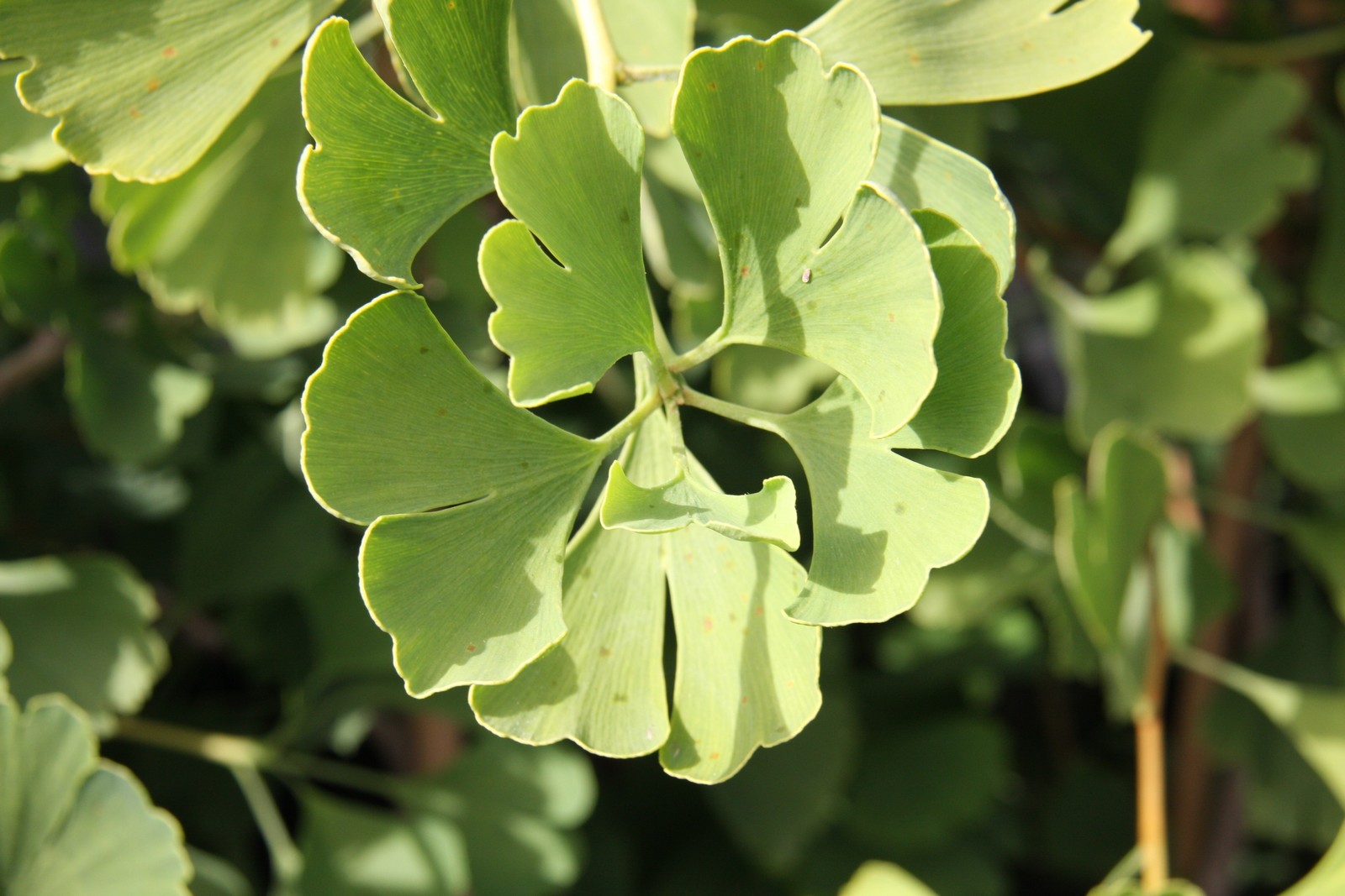 Ginkgo biloba 'Blagon' | Frank P Matthews