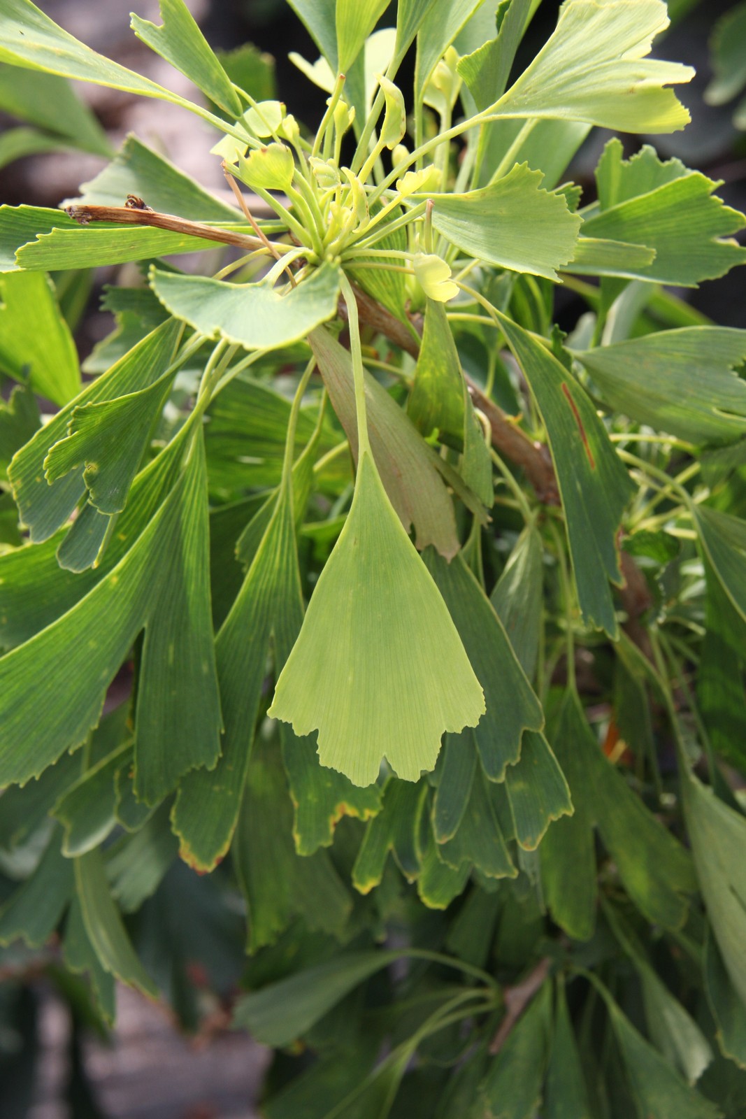 Ginkgo biloba 'Saratoga' | Frank P Matthews