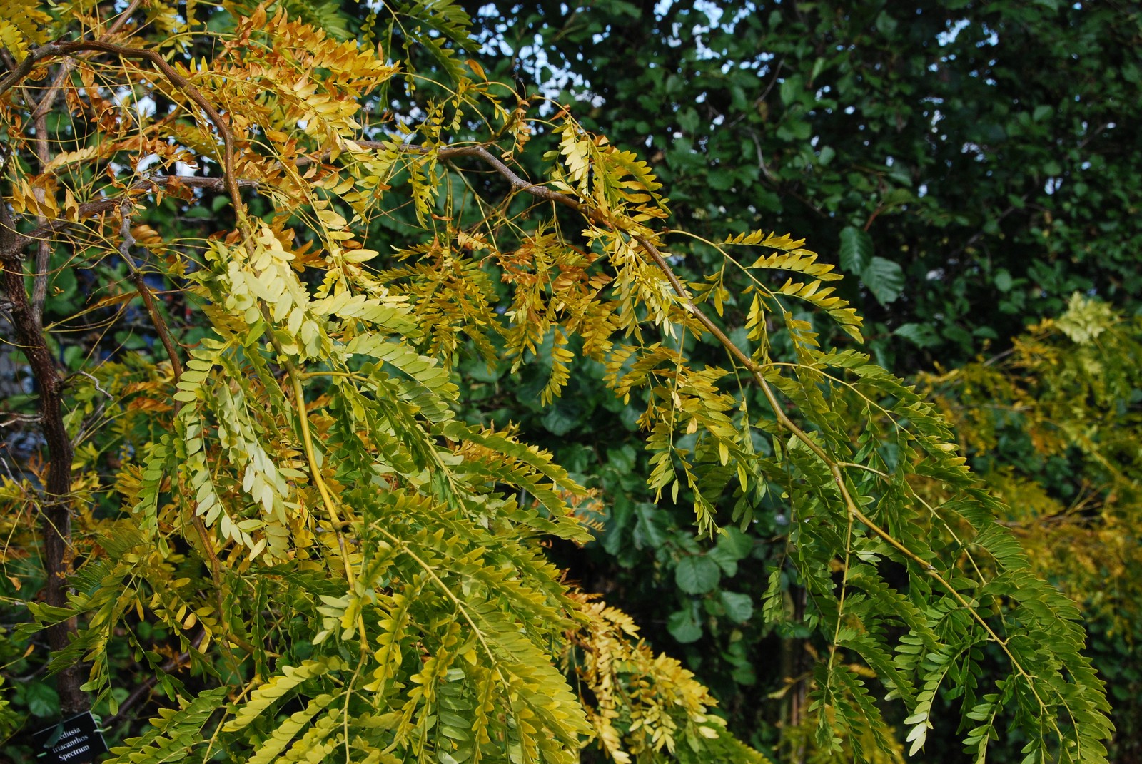 Gleditsia triacanthos inermis 'Spectrum' | Frank P Matthews