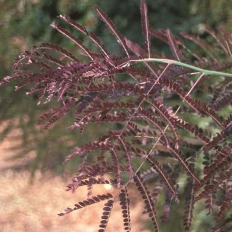 Gleditsia triacanthos inermis 'Spectrum' | Frank P Matthews