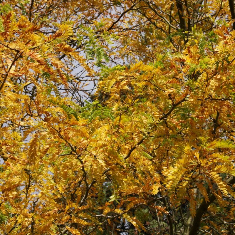 Gleditsia triacanthos inermis 'Spectrum' | Frank P Matthews