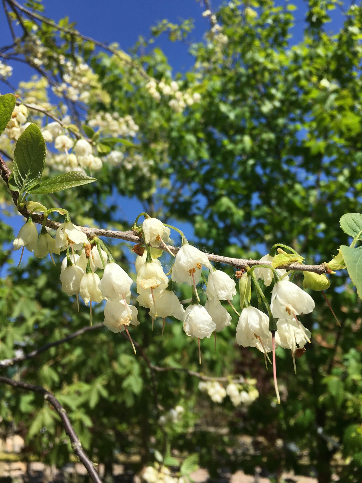 Halesia carolina | Frank P Matthews