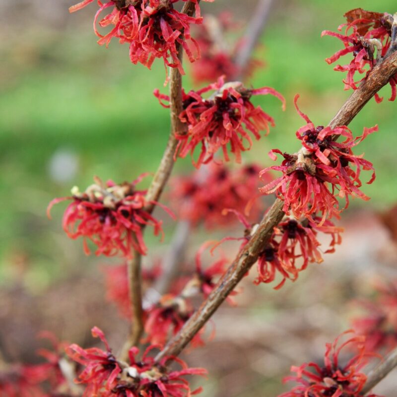 Hamamelis x intermedia 'Arnold Promise' | Frank P Matthews