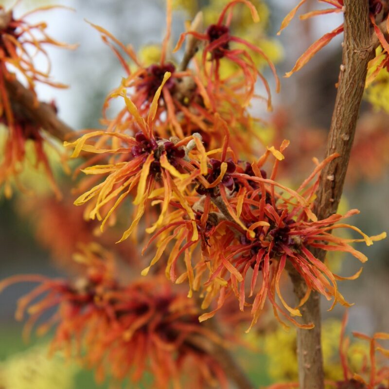Hamamelis x intermedia 'Arnold Promise' | Frank P Matthews