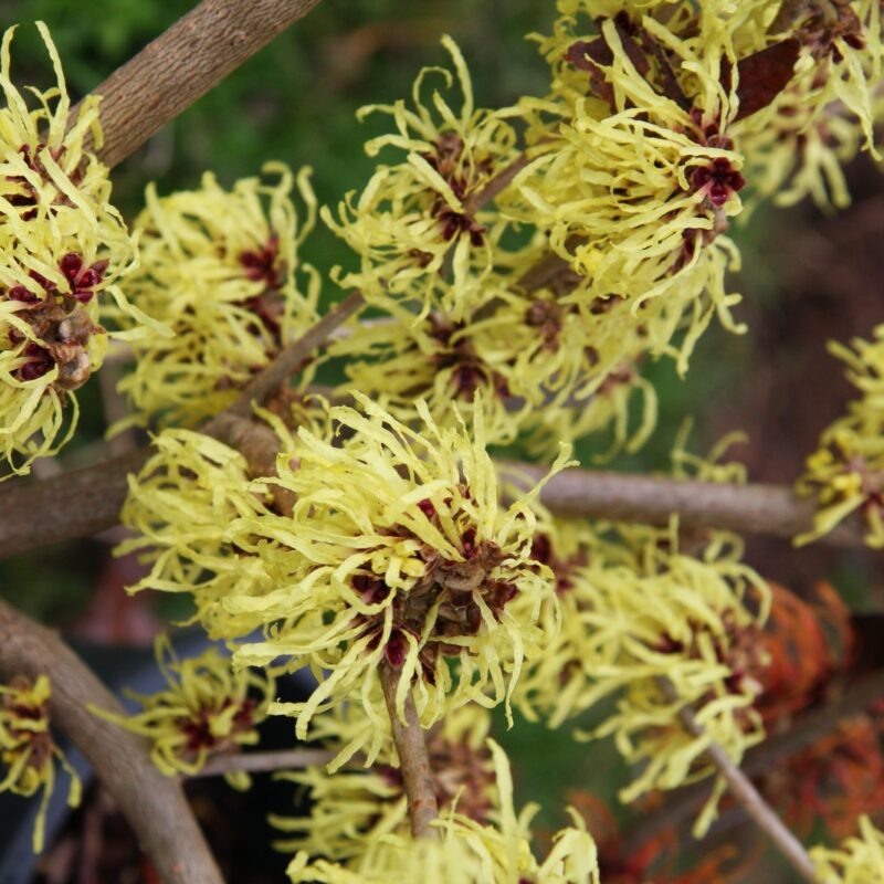 Hamamelis x intermedia 'Arnold Promise' | Frank P Matthews