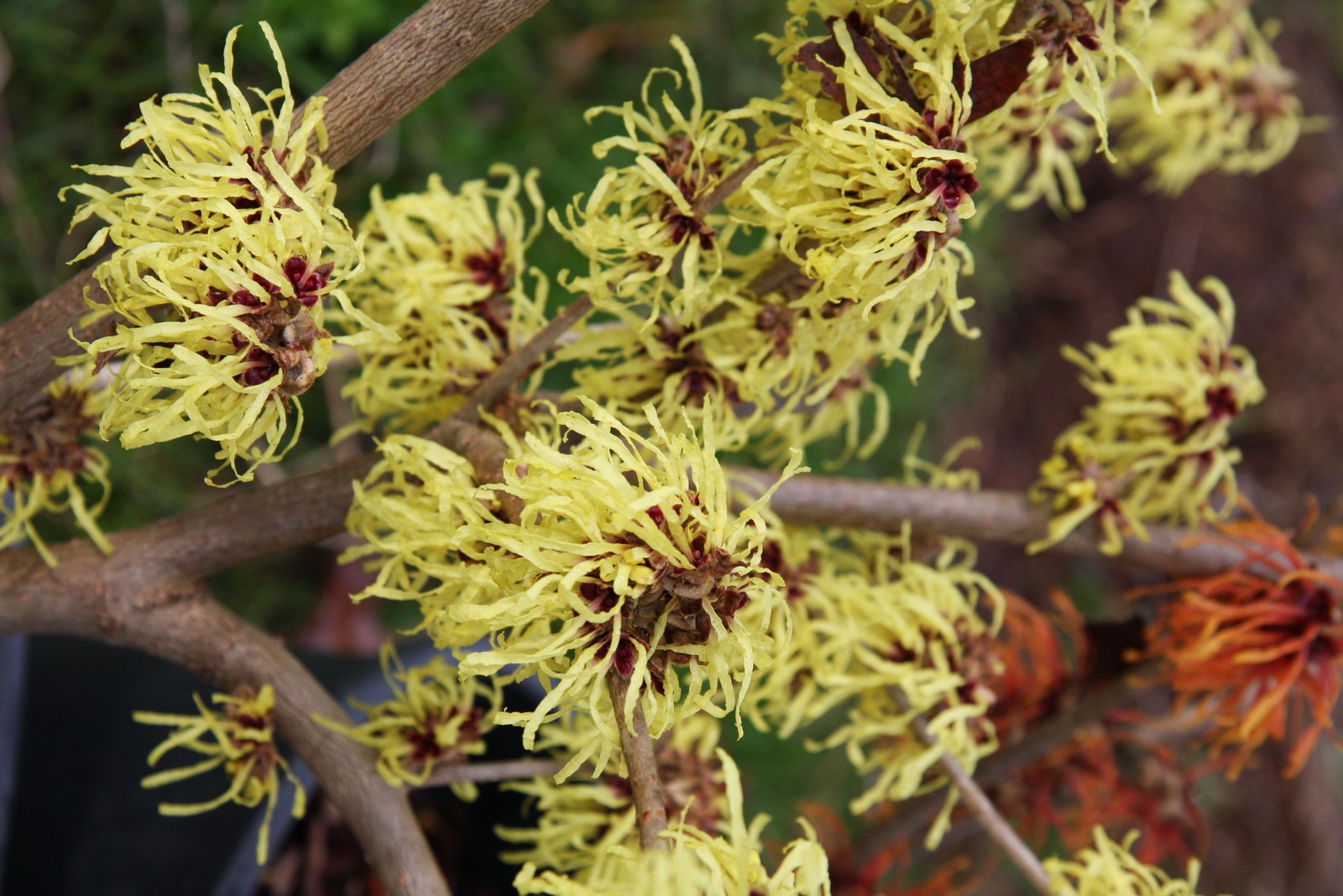 Hamamelis x intermedia 'Pallida' | Frank P Matthews