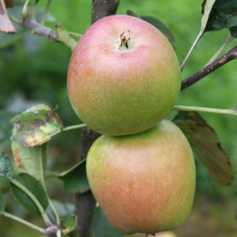 Melrose | Frank P Matthews