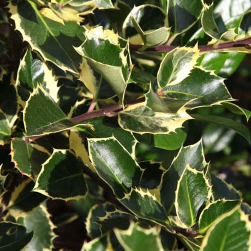 Ilex aquifolium 'J.C. van Tol' | Frank P Matthews