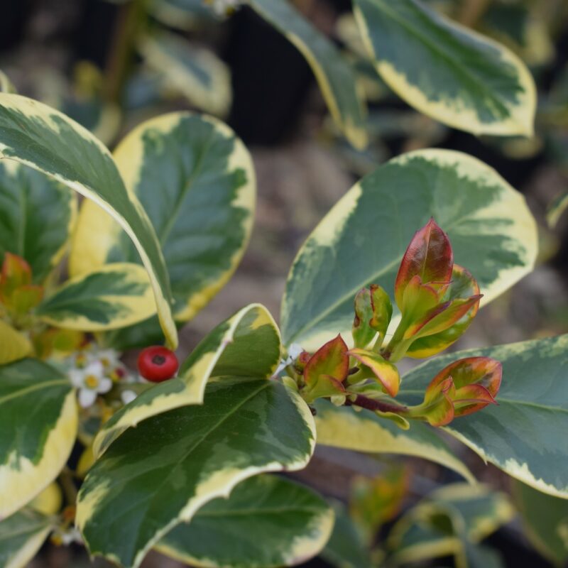 Ilex x altaclerensis 'Golden King' | Frank P Matthews