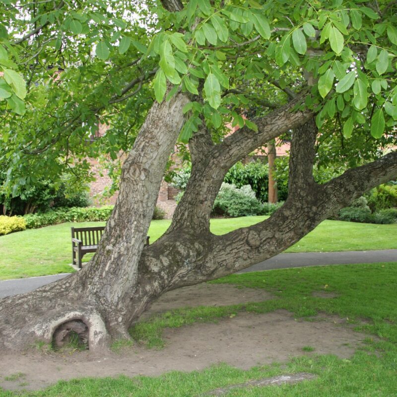 Juglans regia | Frank P Matthews