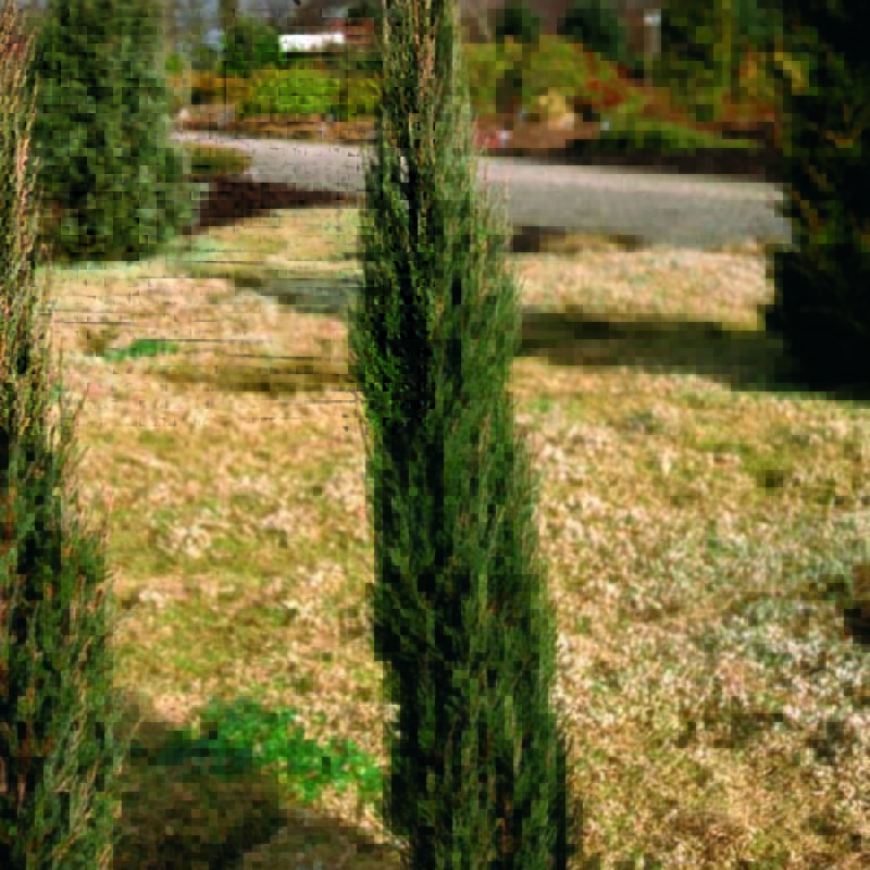 Juniperus scopulorum 'Blue Arrow' | Frank P Matthews